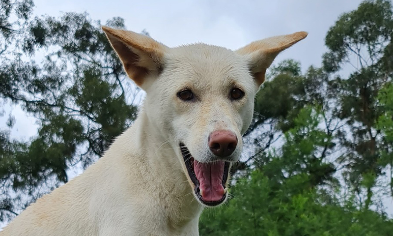 Morilla - Dingo Sanctuary Bargo | Australia