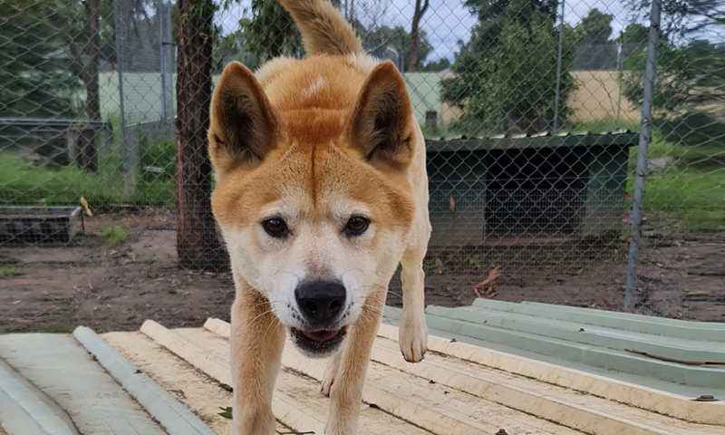 Cobar - Dingo Sanctuary Bargo | Australia