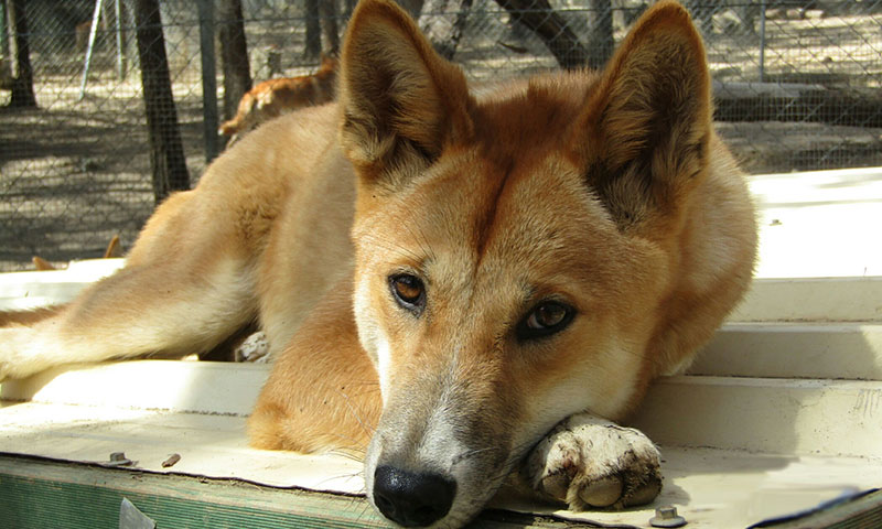 Pinchi - Dingo Sanctuary Bargo | Australia