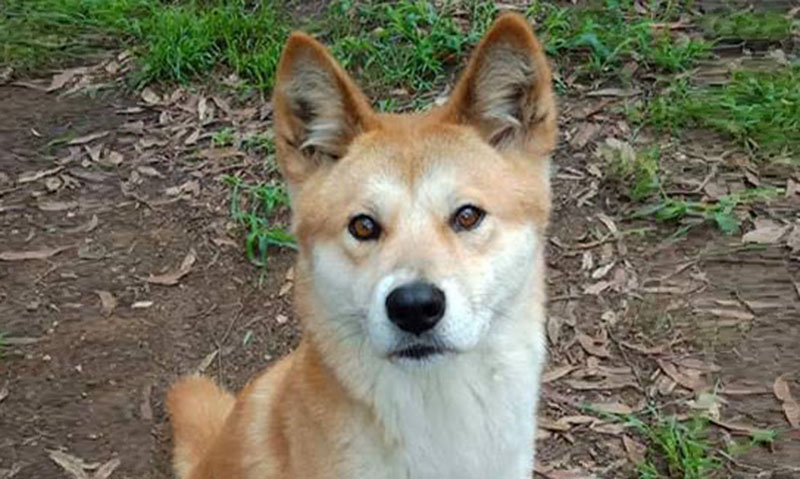 Benalla - Dingo Sanctuary Bargo | Australia