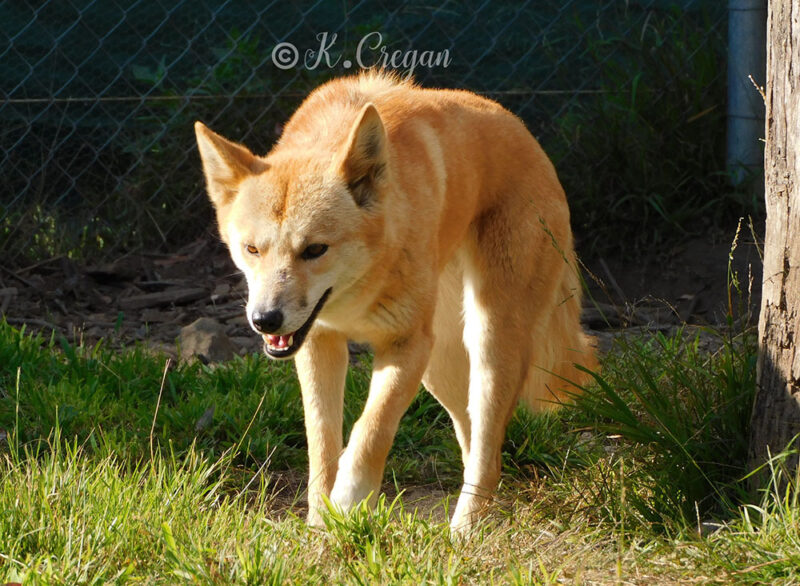 Binda - Dingo Sanctuary Bargo | Australia