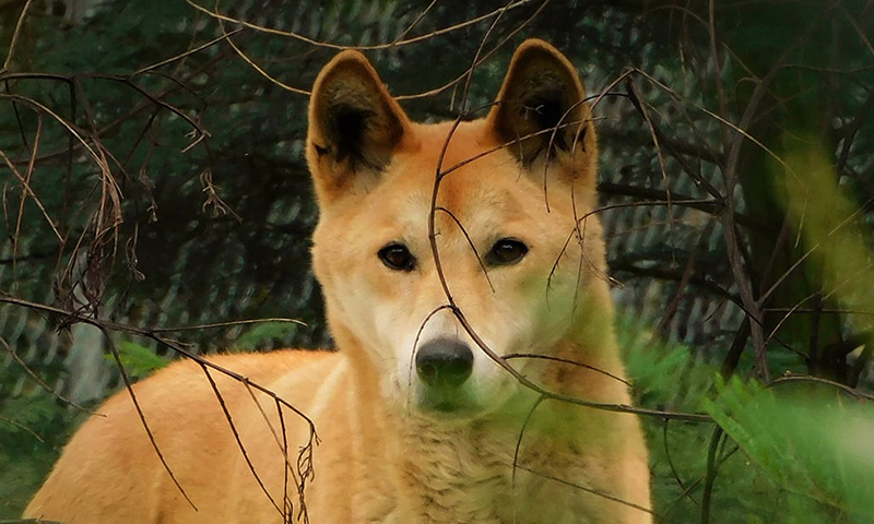 Chipala - Dingo Sanctuary Bargo | Australia