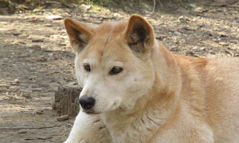 Gunyah - Dingo Sanctuary Bargo | Australia