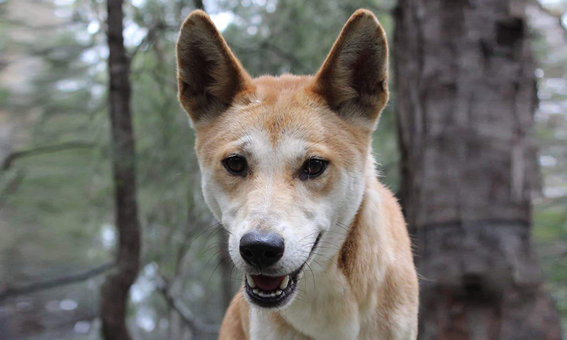 Kymba - Dingo Sanctuary Bargo | Australia